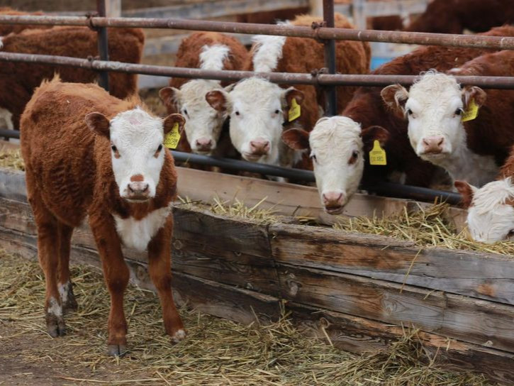 Мал аж ахуйг хөгжүүлэх тогтолцооны цогц шинэчлэл хийнэ Isee Mn