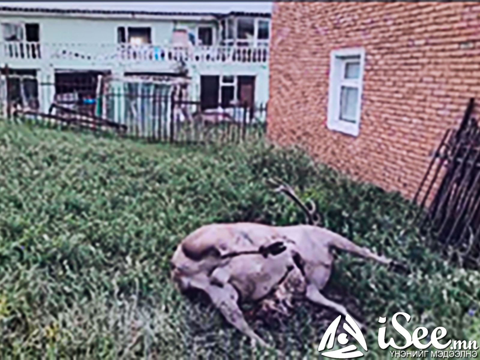 Стандартад нийцэхгүй хашаанаас болж халиун буга гэдсээ хүүлж энджээ | iSee.mn