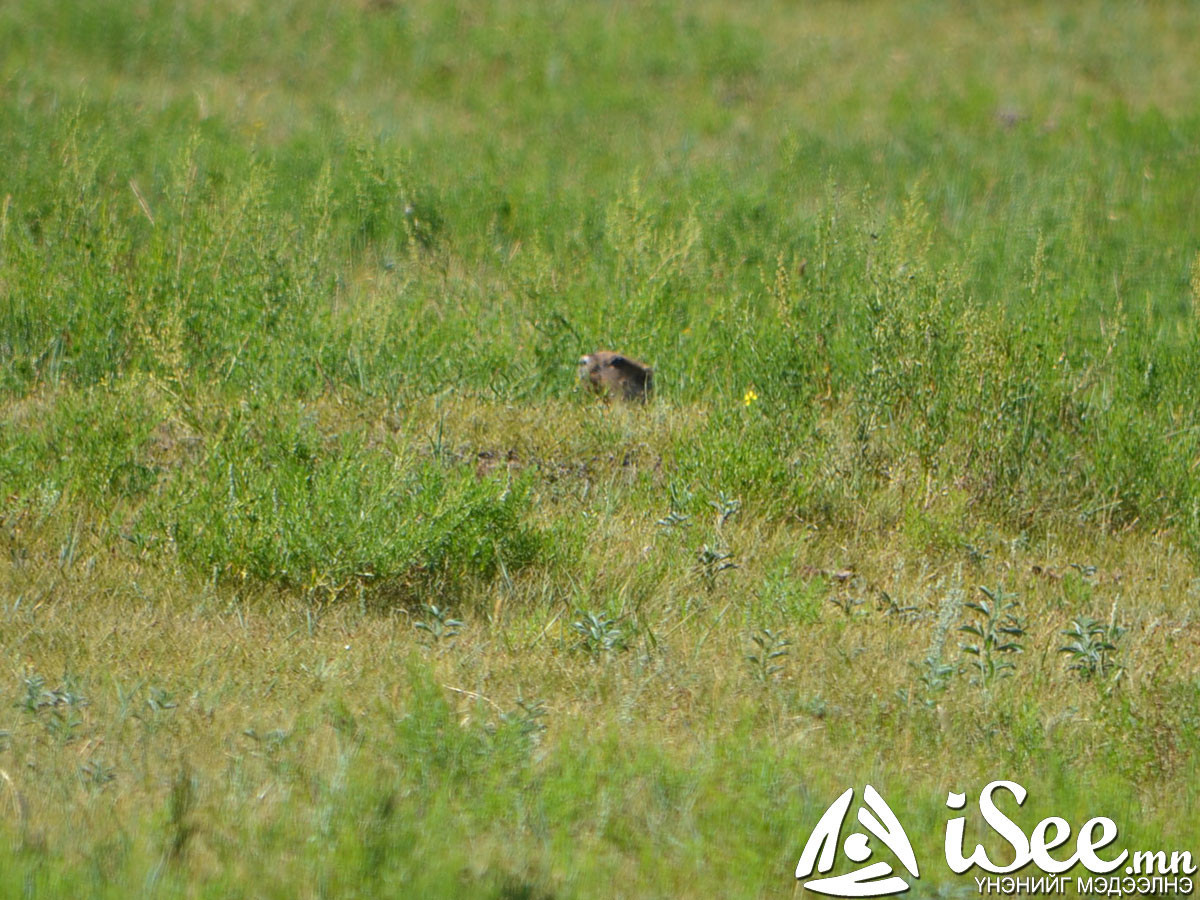 НОБГ: Зөвхөн наймдугаар сарын байдлаар 58 удаагийн үйлдлээр 168 нойтон тарвага нэвтрүүлэхийг ...