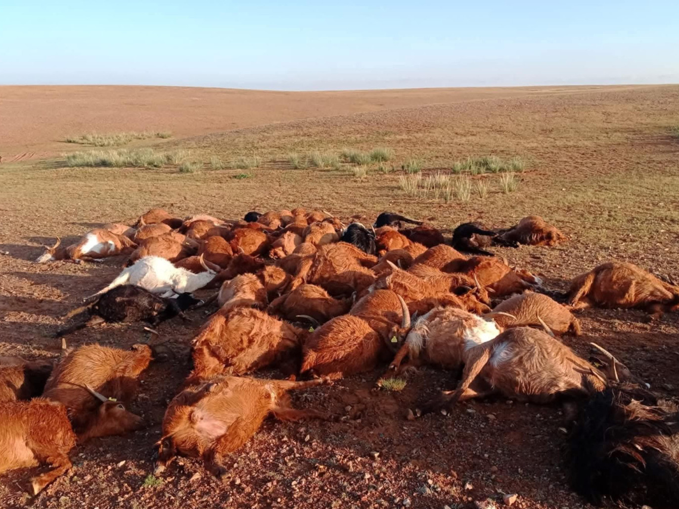 Сайнцагаан сумын нутагт аянга бууж 70 гаруй бог мал хорогджээ | iSee.mn