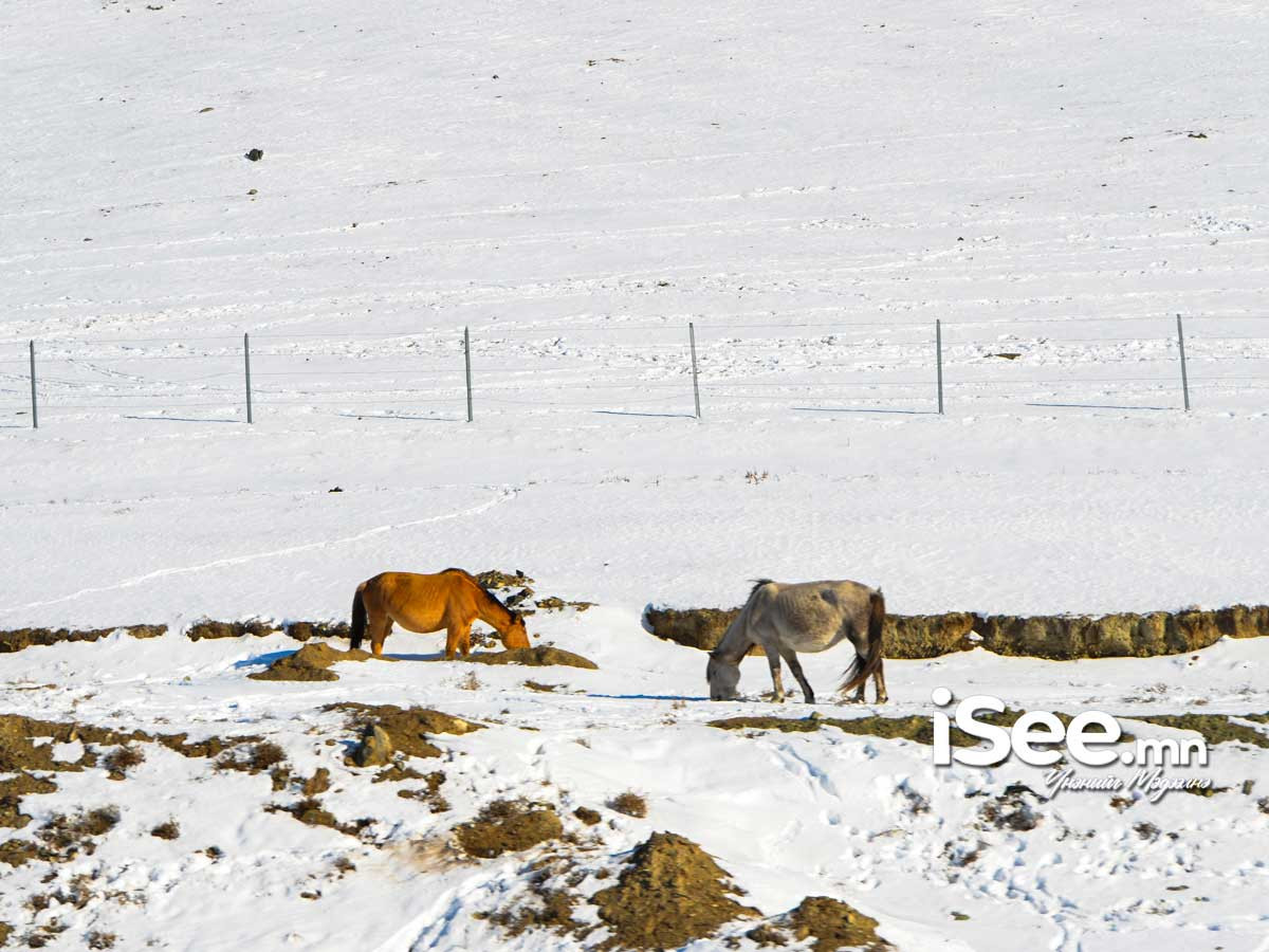 Ням гаргаас ихэнх нутгаар хүйтний эрч чангарна гэж анхаарууллаа | iSee.mn