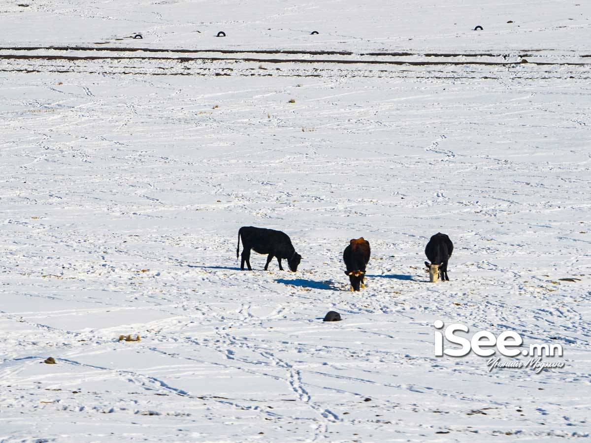 Пүрэв гараг хүртэл ихэнх нутгаар цаг агаар тогтуун байна | iSee.mn