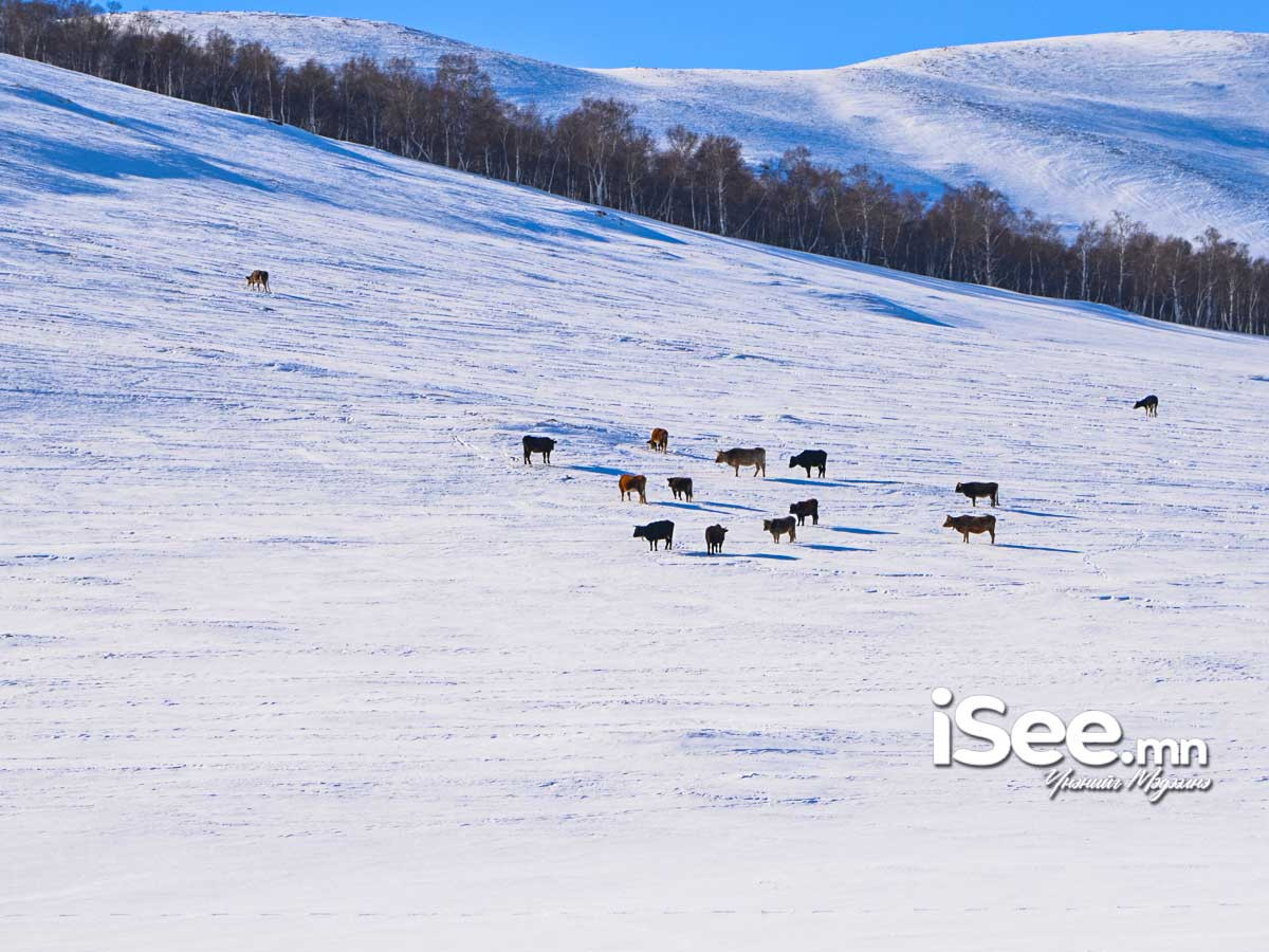 СЭРЭМЖЛҮҮЛЭГ: Маргааш цас орж, цасан шуурга шуурч, ихэнх нутгаар эрс хүйтэрнэ | iSee.mn