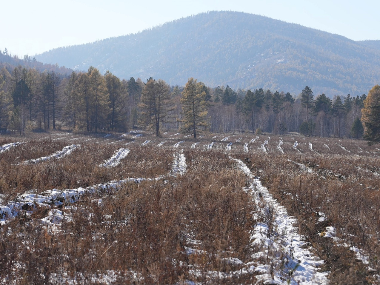 Тужийн нарсанд “Оюу толгой” компани 150 га талбайд нарс, шинэс хосолсон ойжуулалт хийлээ | iSee.mn