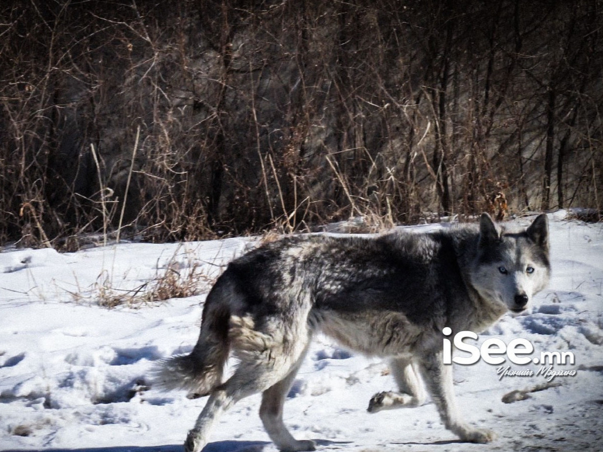 Саарал чоныг агнах уралдаан зарлах, олноор хоморголон устгахгүй байхыг анхааруулжээ | iSee.mn