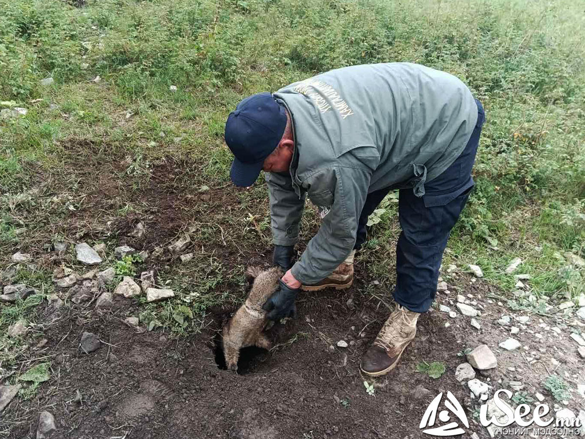 ЭМЯ: Хөвсгөл аймагт гарсан тарваган тахлын голомт өргөжих магадлал ...