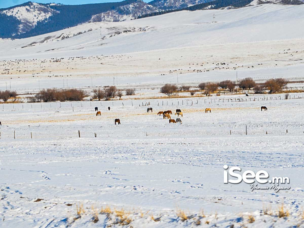 Баян-Өлгий аймагт бэлчээрийн даац гурав дахин хэтэрч, зудын эрсдэлд оржээ | iSee.mn
